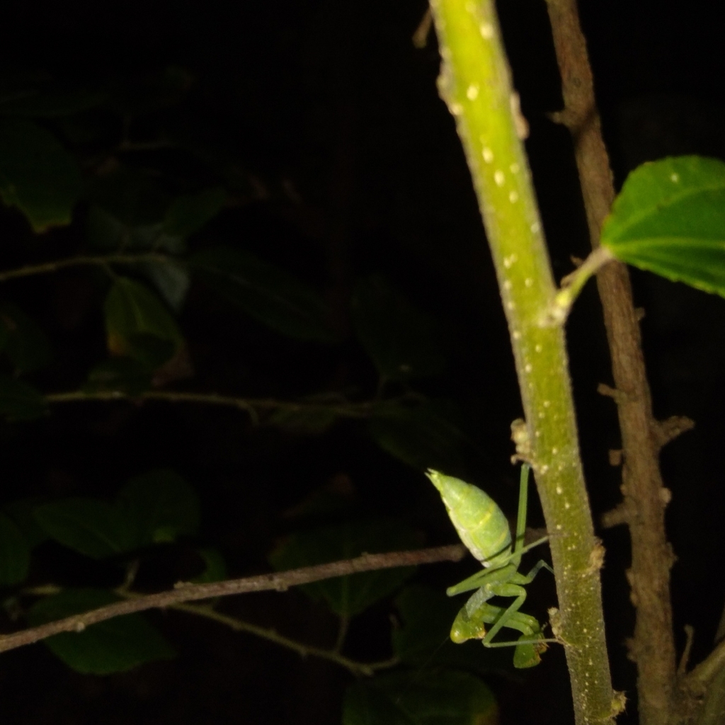 South African Mantis from Beachwood Mangroves Nature Reserve on March ...
