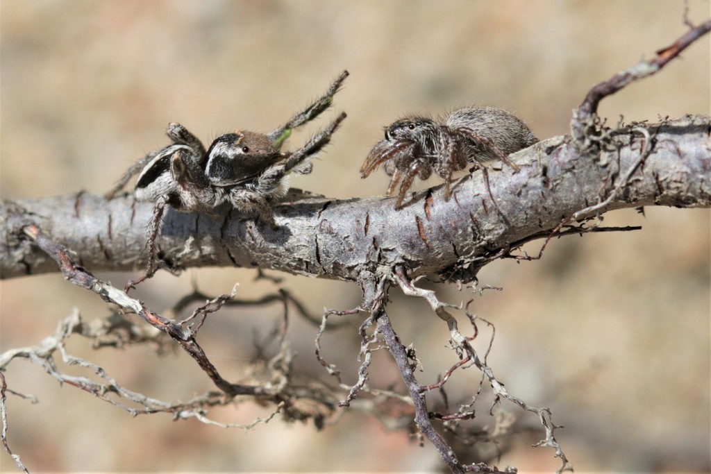 Maddison's Jumping Spider from York County, NB, Canada on May 14, 2022 ...