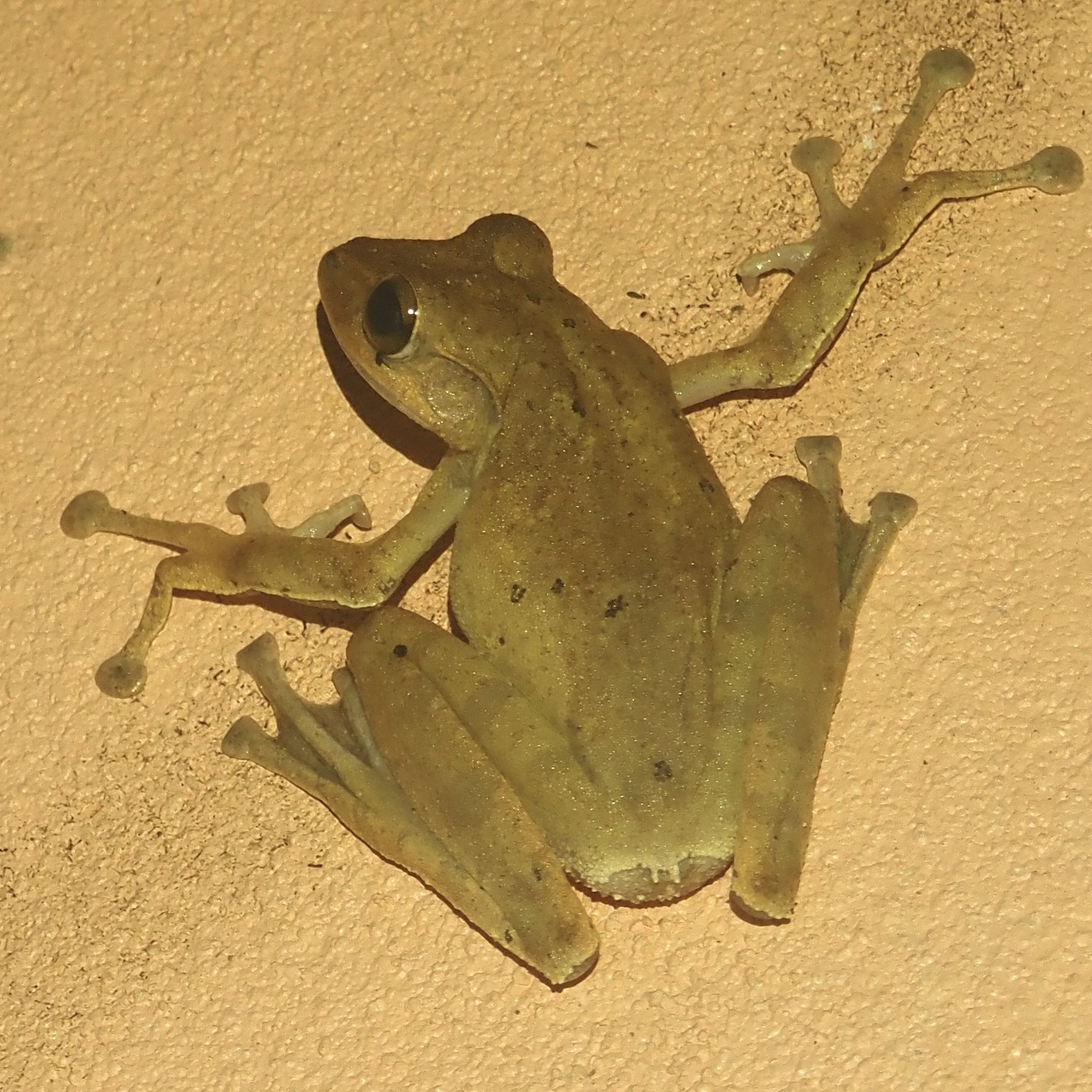 Polypedates discantus Rujirawan, Stuart & Aowphol, 2013