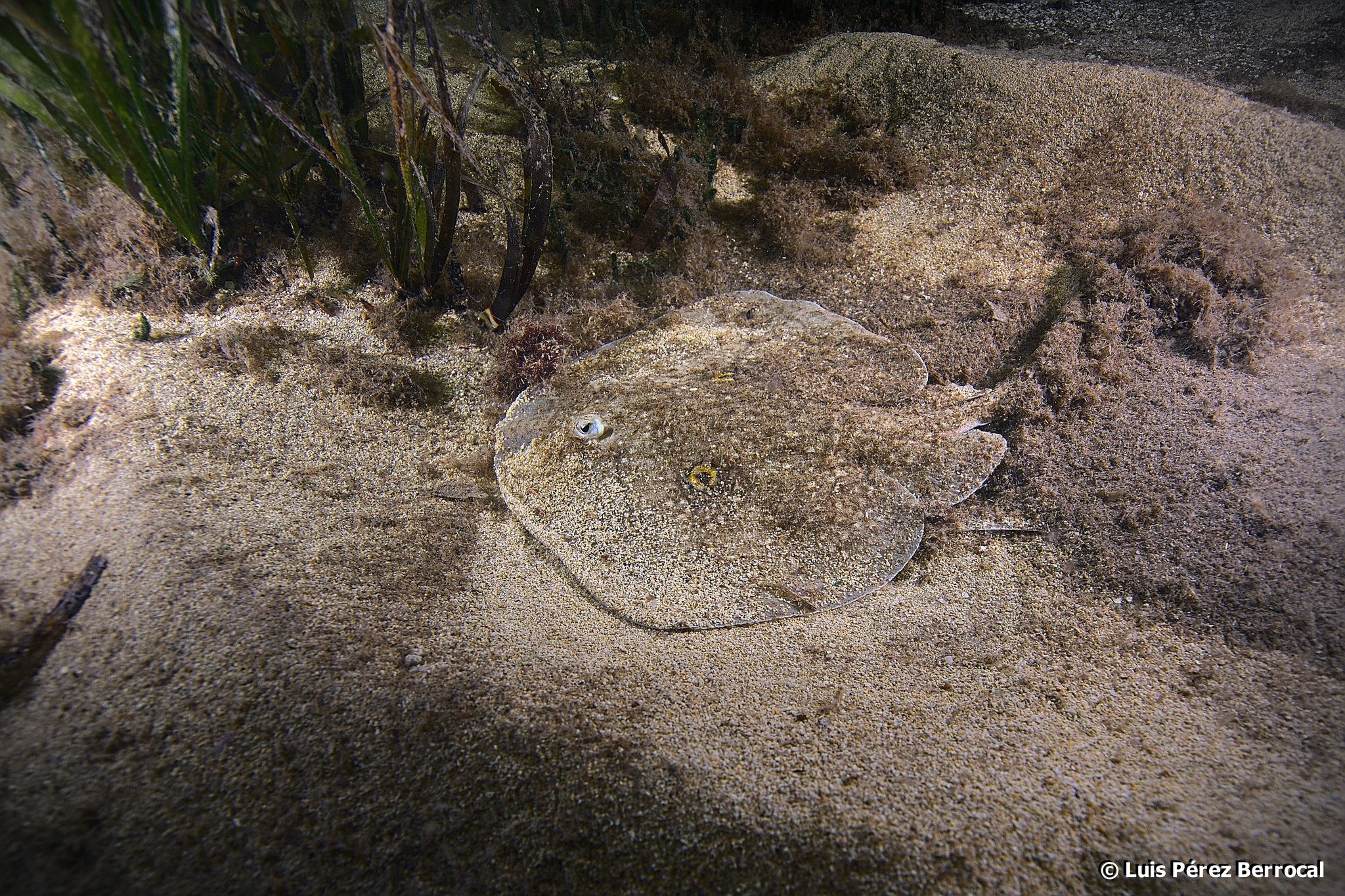 Raja radula Delaroche, 1809