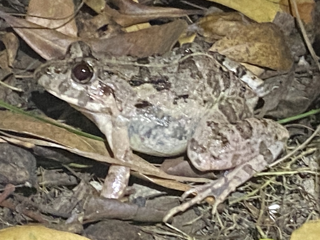 Paddy Field Frog from Harrow International School, Bangkok, Bangkok, TH ...