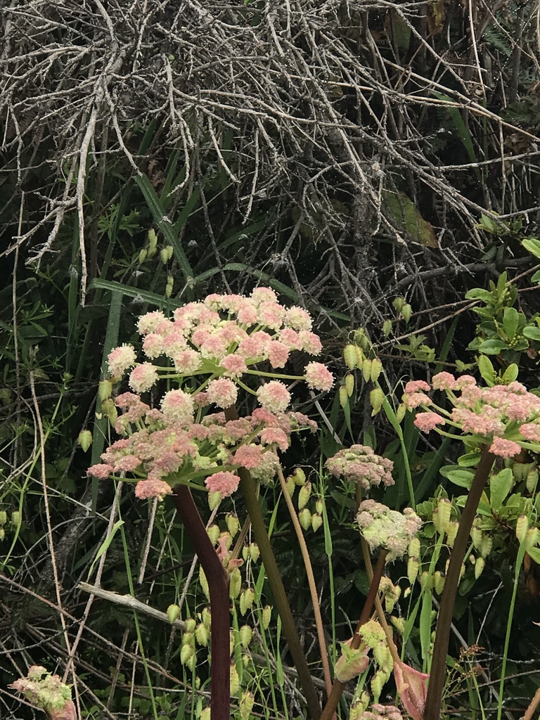 Angelica from California Coastal National Monument, Point Arena, CA, US ...
