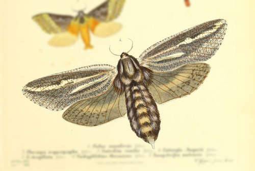 Endoxyla angasii · iNaturalist