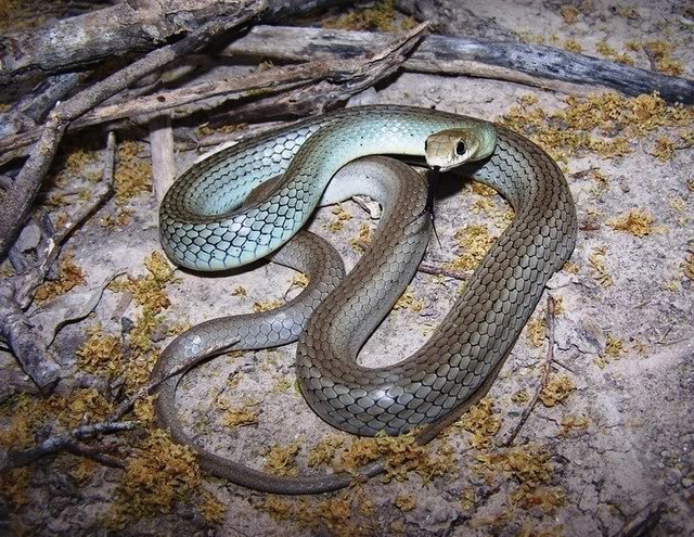 Mexican Racer in March 2007 by johnwilliams · iNaturalist