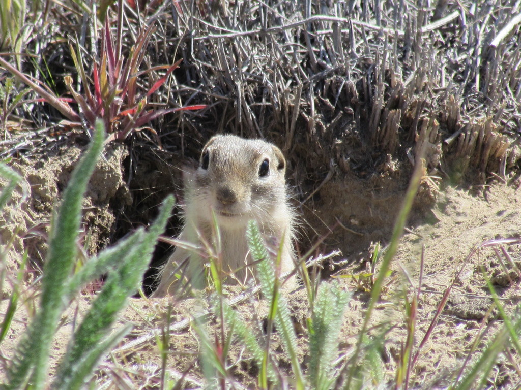 Washington Ground Squirrel in May 2022 by Matt D'Agrosa · iNaturalist