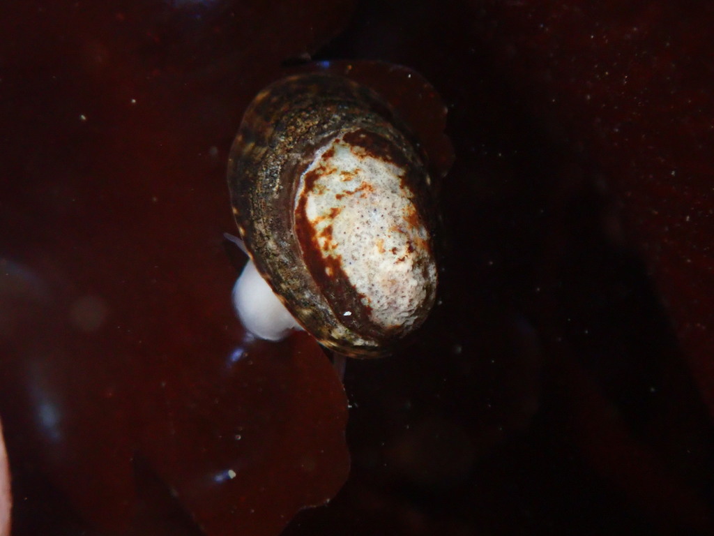 Shield Limpet from San Mateo County, CA, USA on May 16, 2022 at 05:29 ...