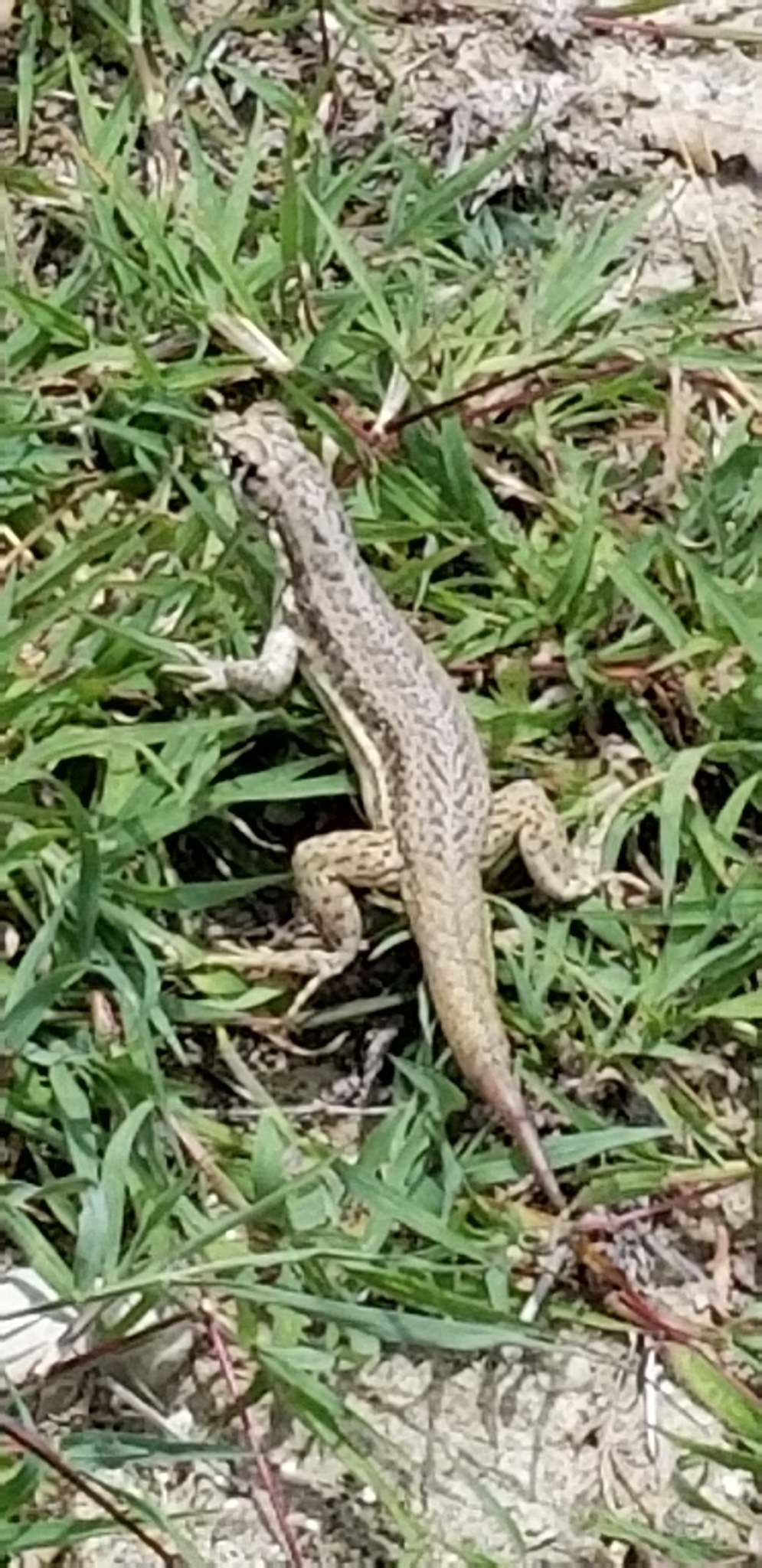 Leiocephalus raviceps Cope, 1863