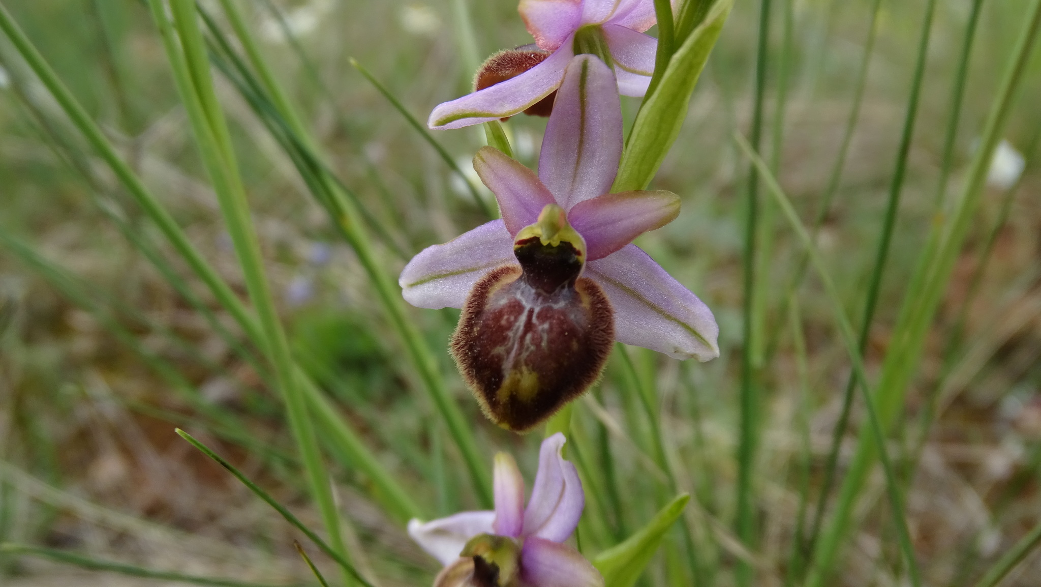Ophrys sphegodes subsp. aveyronensis J.J.Wood