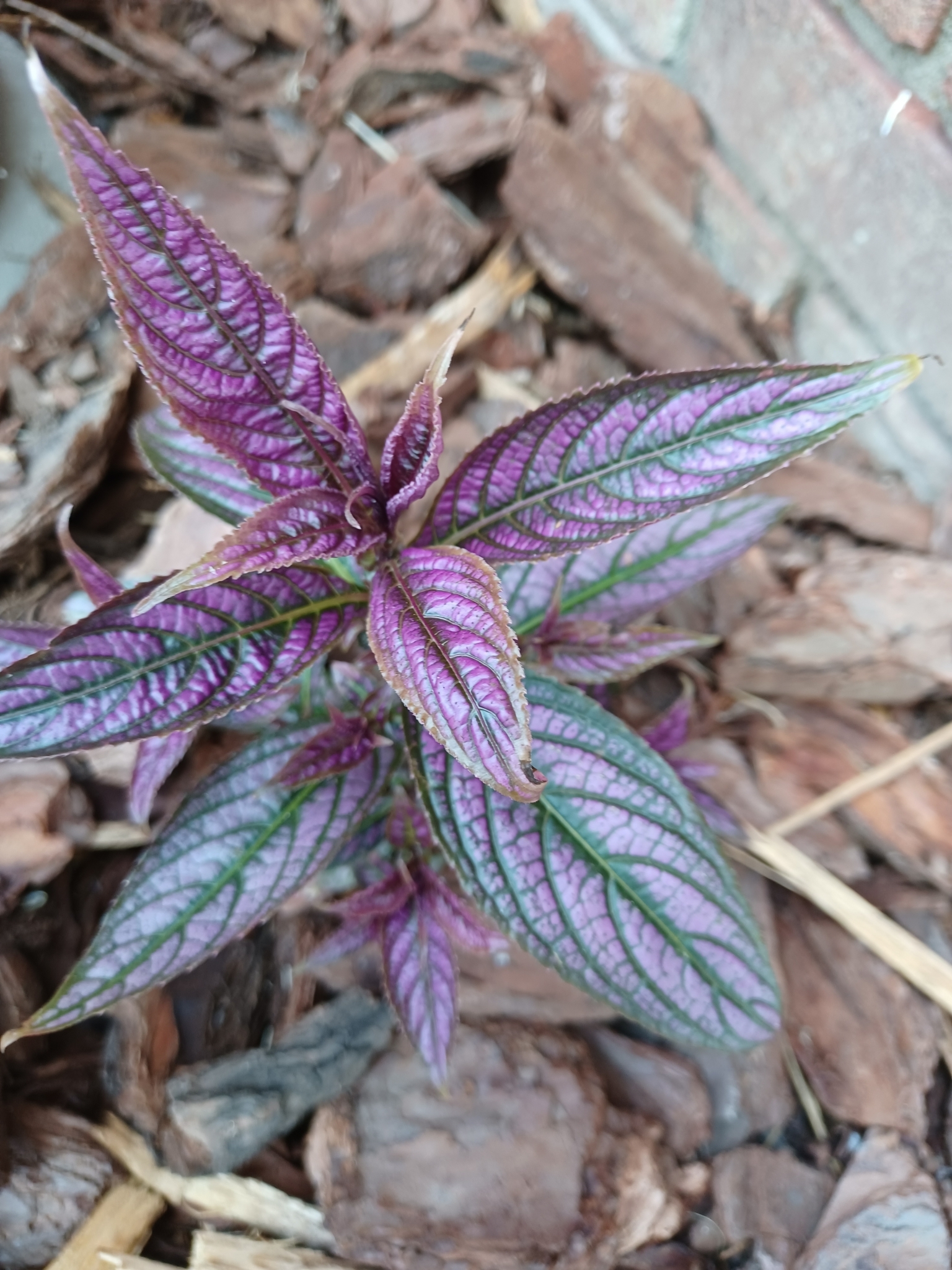Strobilanthes auriculatus Nees