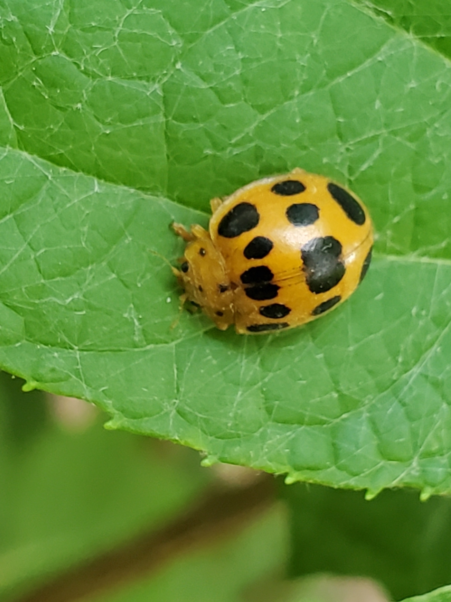 Epilachna borealis (Fabricius, 1775)