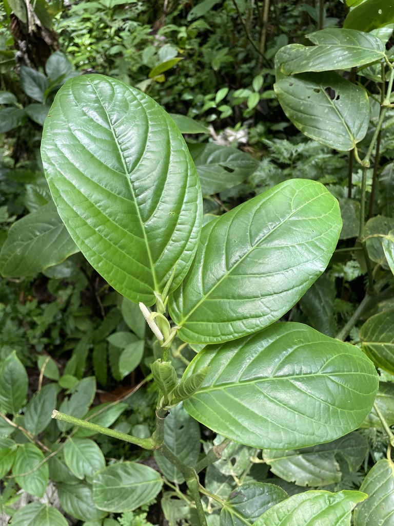 Guyanese pepper from El Yunque National Forest, Luquillo, Puerto Rico ...