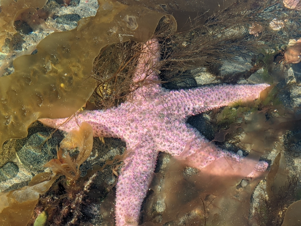 Giant Pink Sea Star from Masset, BC, Canada on May 16, 2022 at 08:34 AM ...