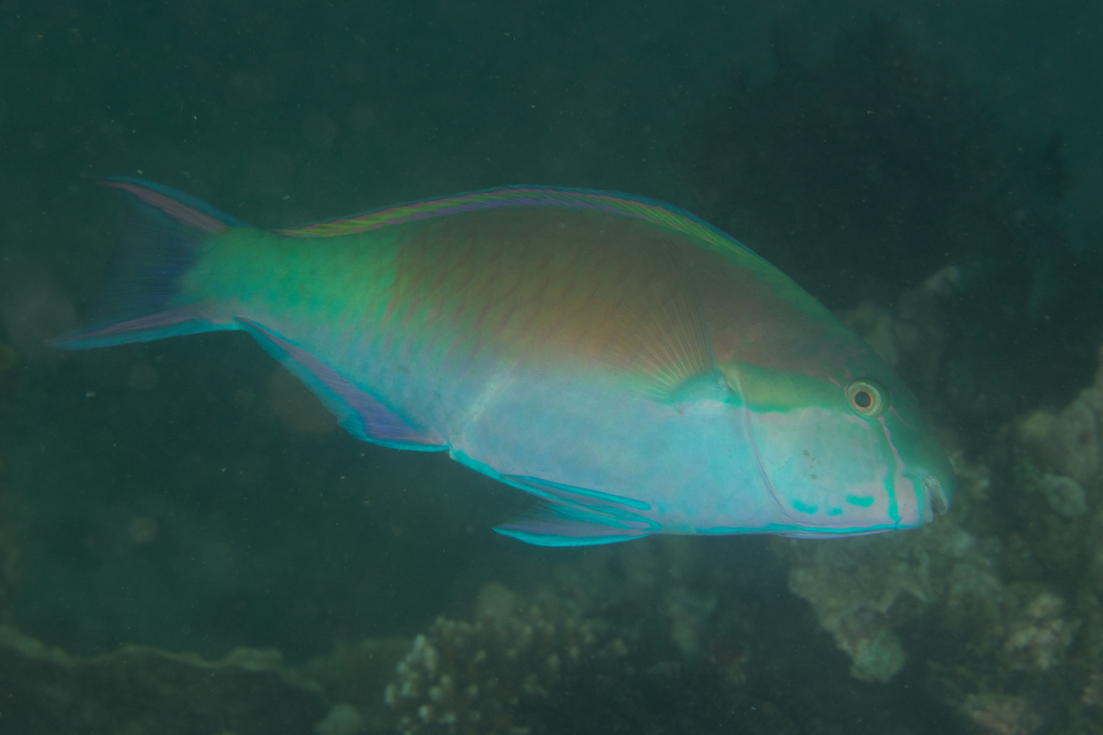Scarus hypselopterus Bleeker, 1853