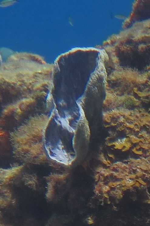 Niphates digitalis (Lamarck, 1814)