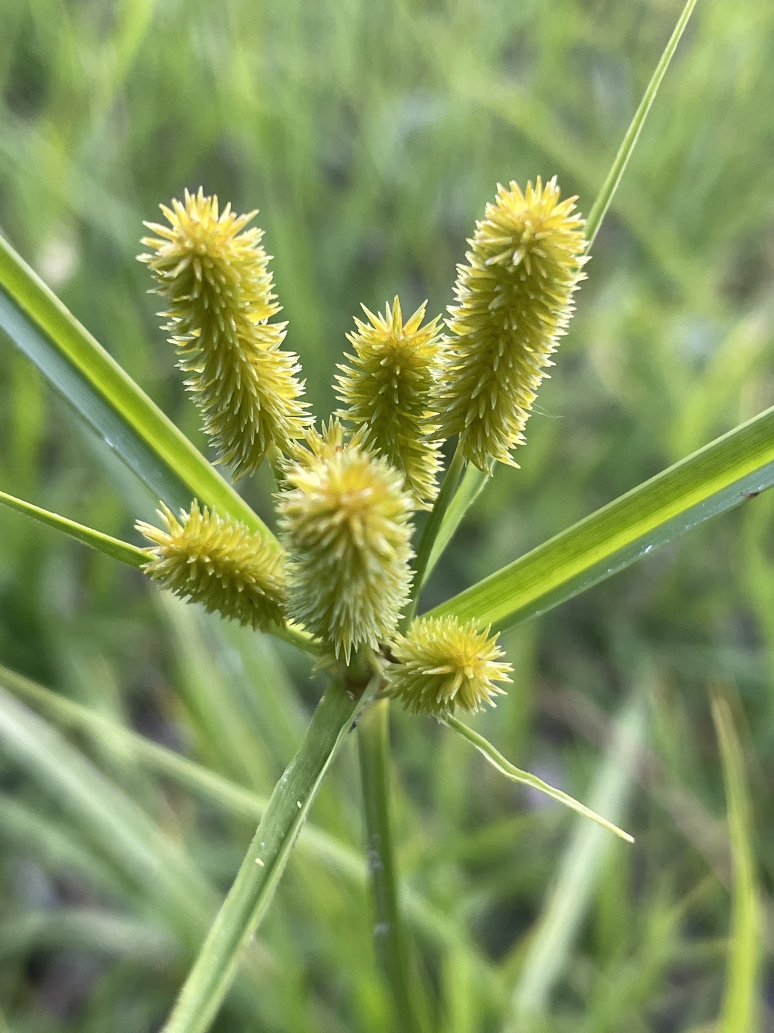Cyperus retrorsus Chapm.