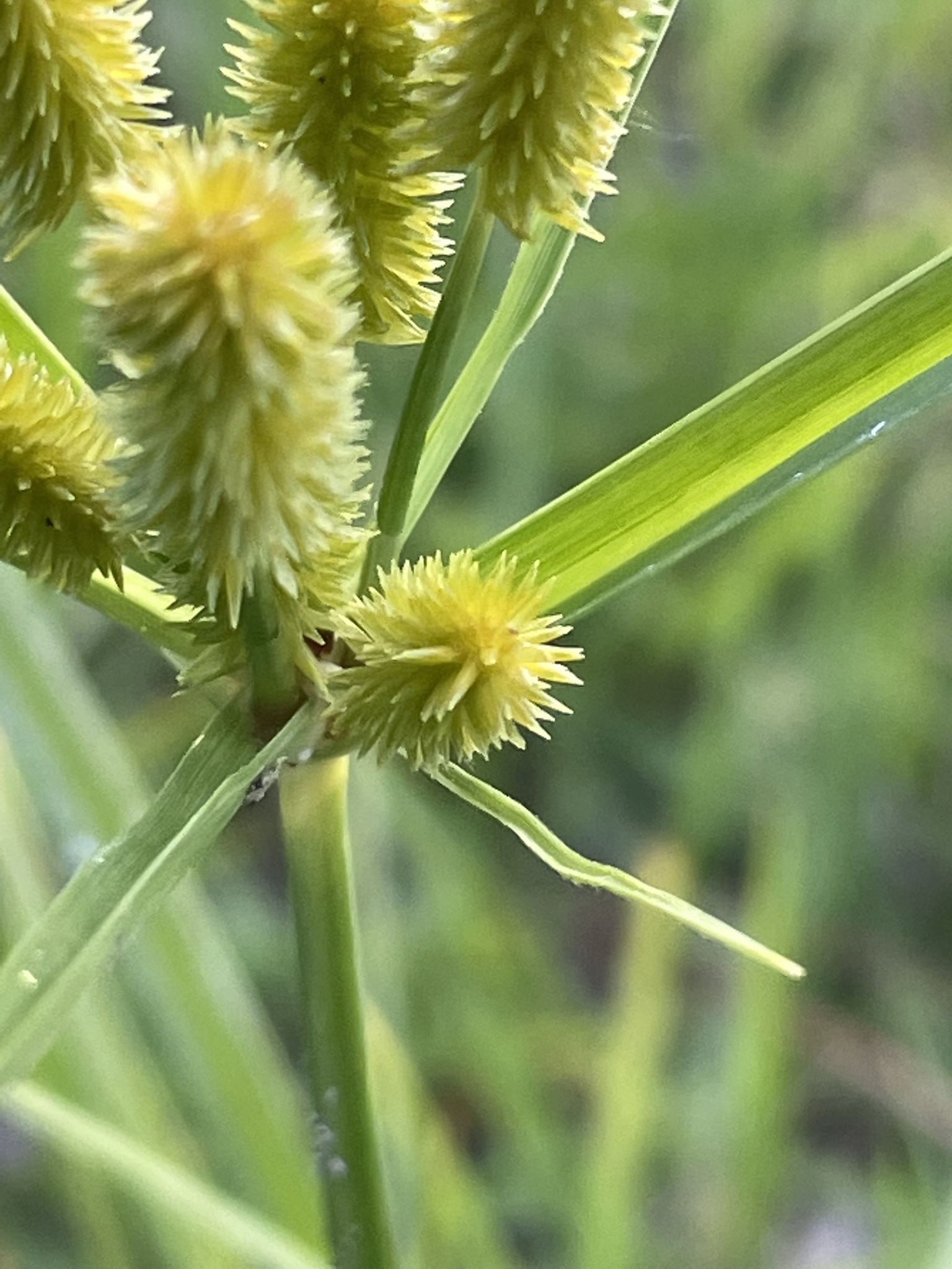 Cyperus retrorsus Chapm.
