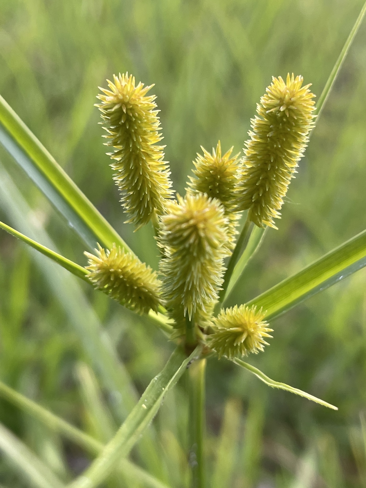 Cyperus retrorsus Chapm.