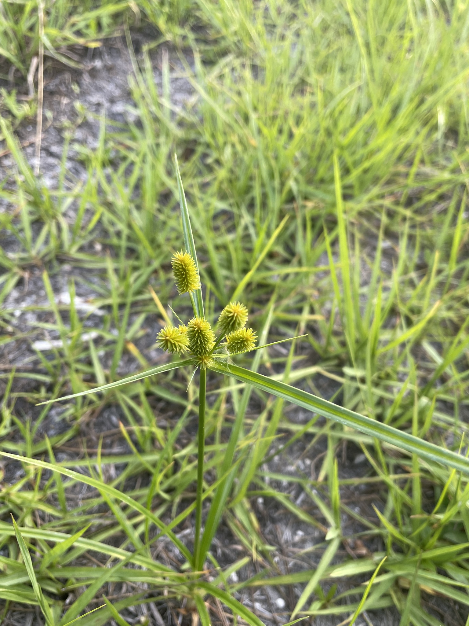 Cyperus retrorsus Chapm.