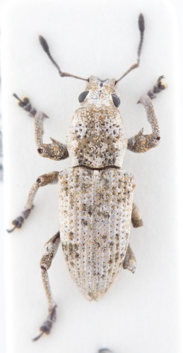 Genus Apotomoderes · iNaturalist