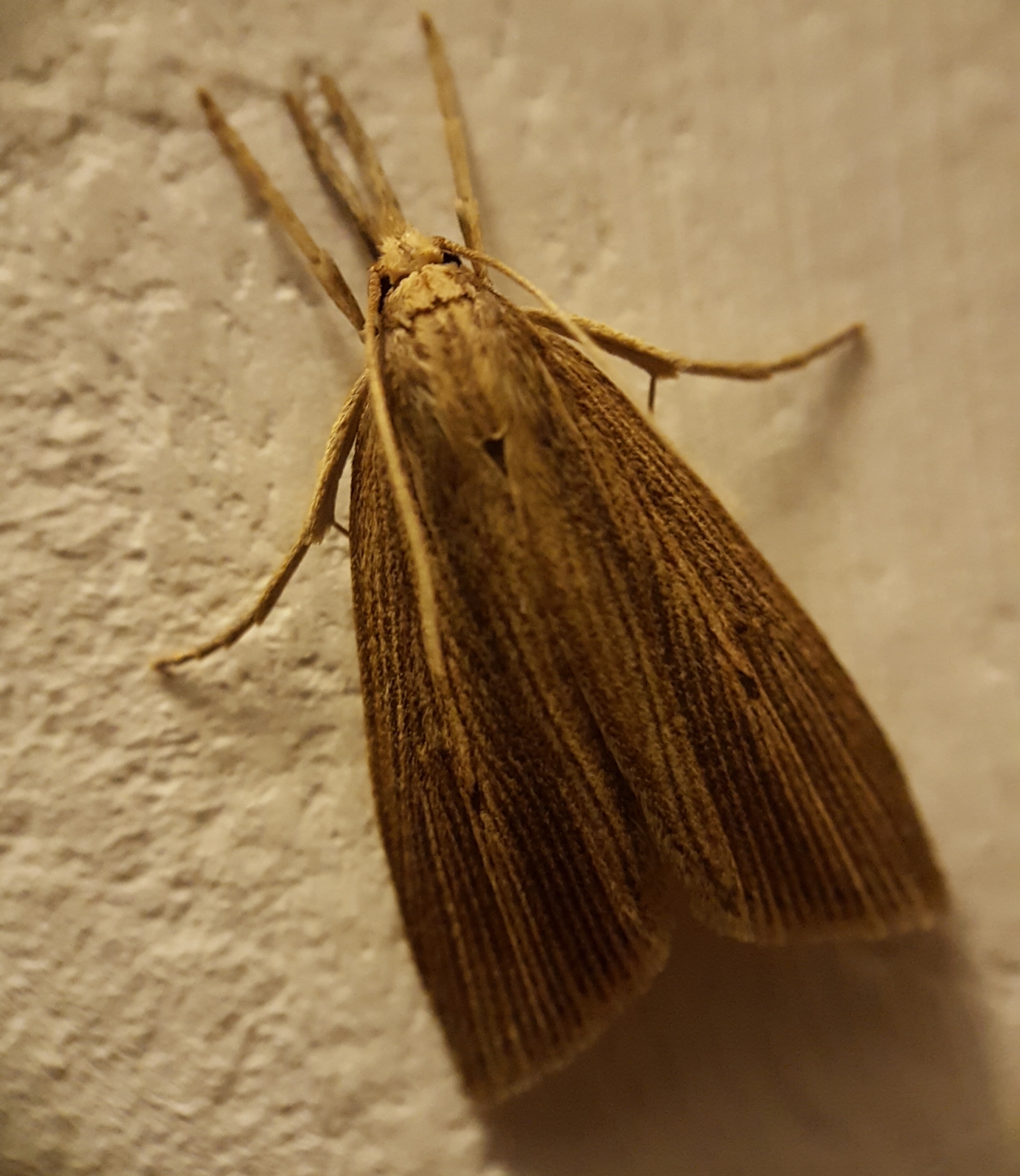 Chilo sacchariphagus Bojer, 1856