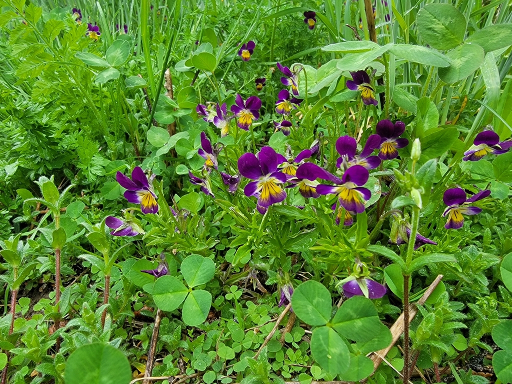 Wild Pansy from Wexford, Toronto, ON, Canada on May 16, 2022 at 02:18 ...