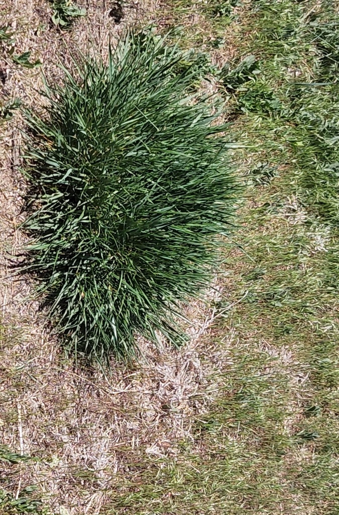 Pooideae from Broomfield, CO, USA on May 15, 2022 at 10:56 AM by ...