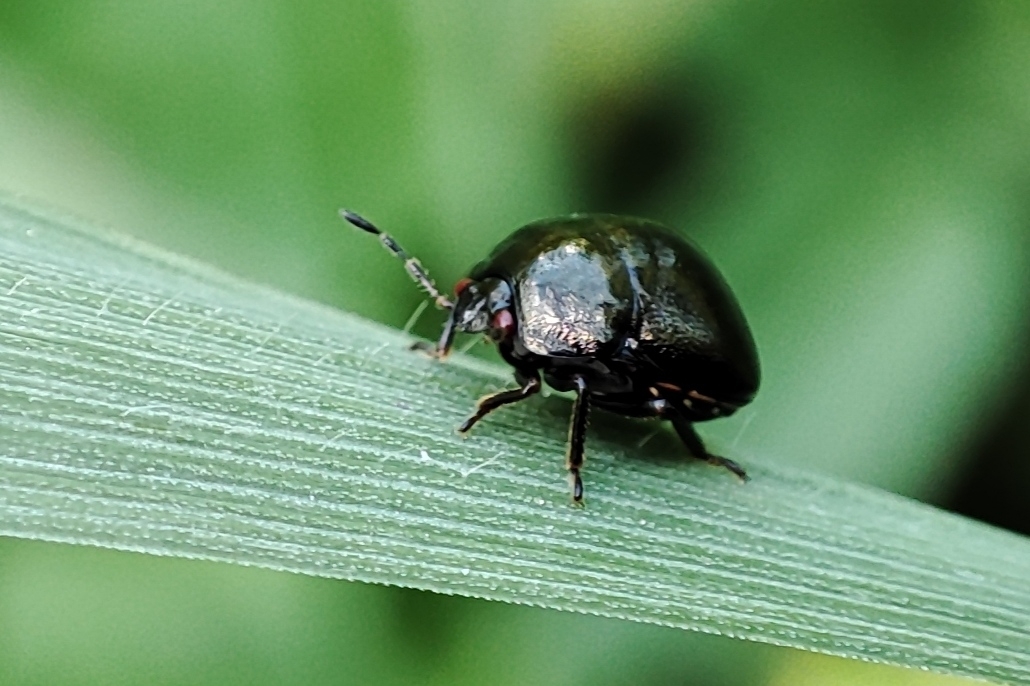 Coptosoma scutellatum (Geoffroy, 1785)