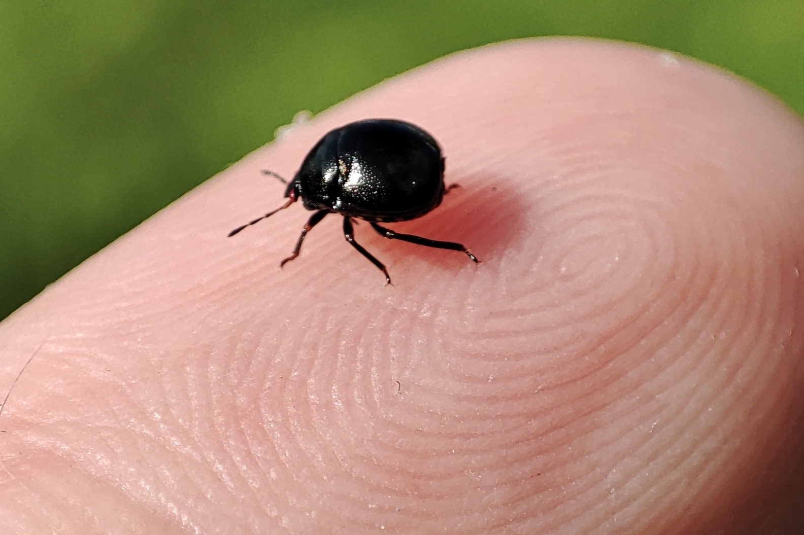 Coptosoma scutellatum (Geoffroy, 1785)