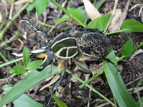 Genus Inca · iNaturalist