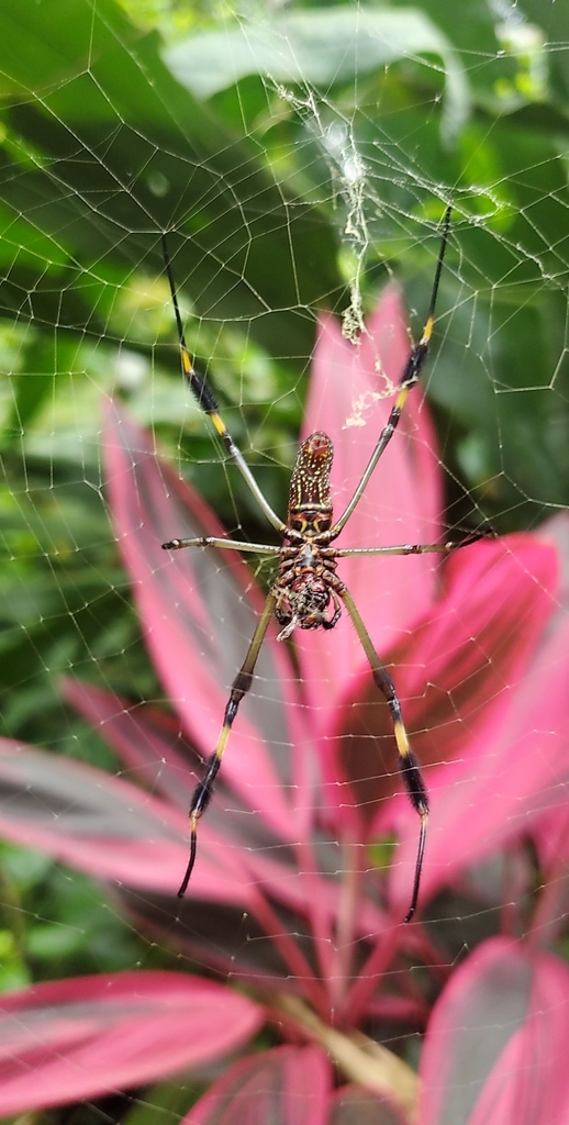 Golden Silk Spider from Tortuguero on August 8, 2021 at 09:02 AM by Ori ...