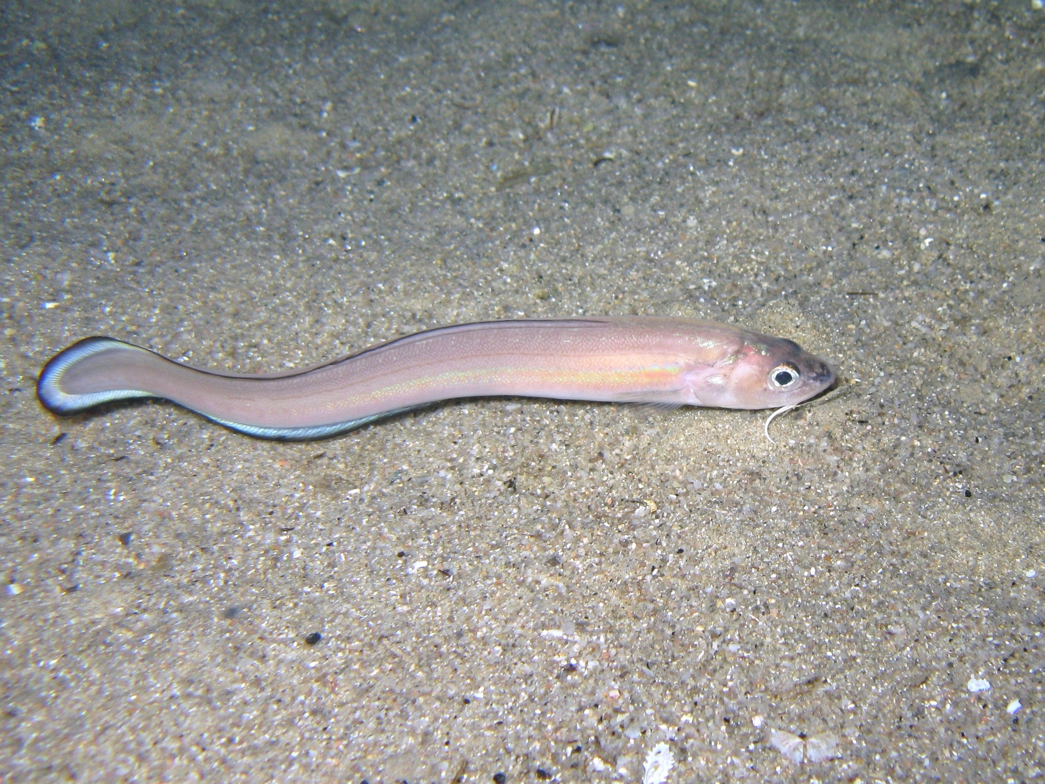 Ophidion rochei Müller, 1845