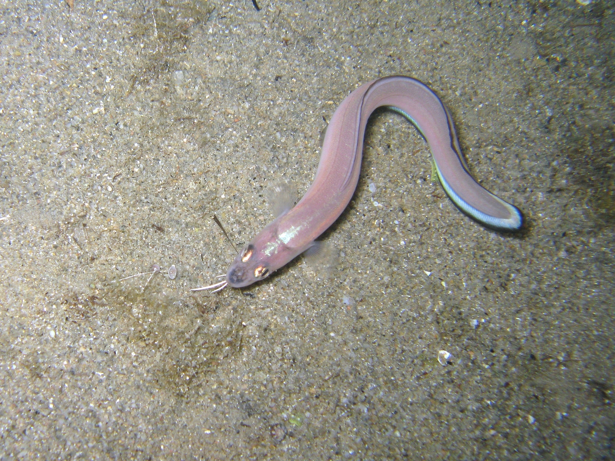 Ophidion rochei Müller, 1845