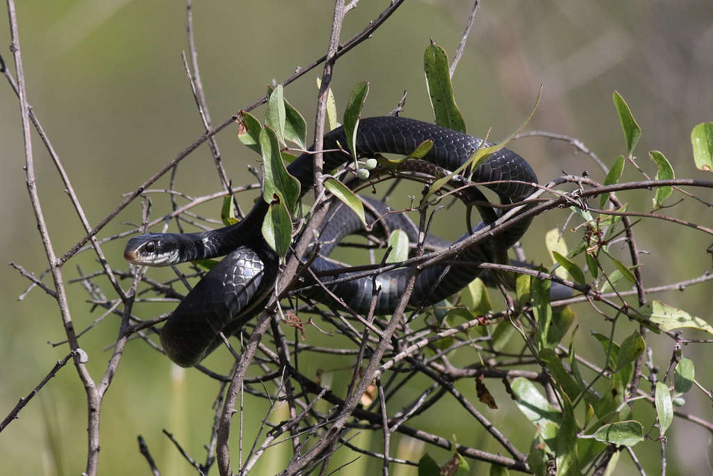 Southern Black Racer from Chassahowitzka Wildlife Management Area, U.S ...