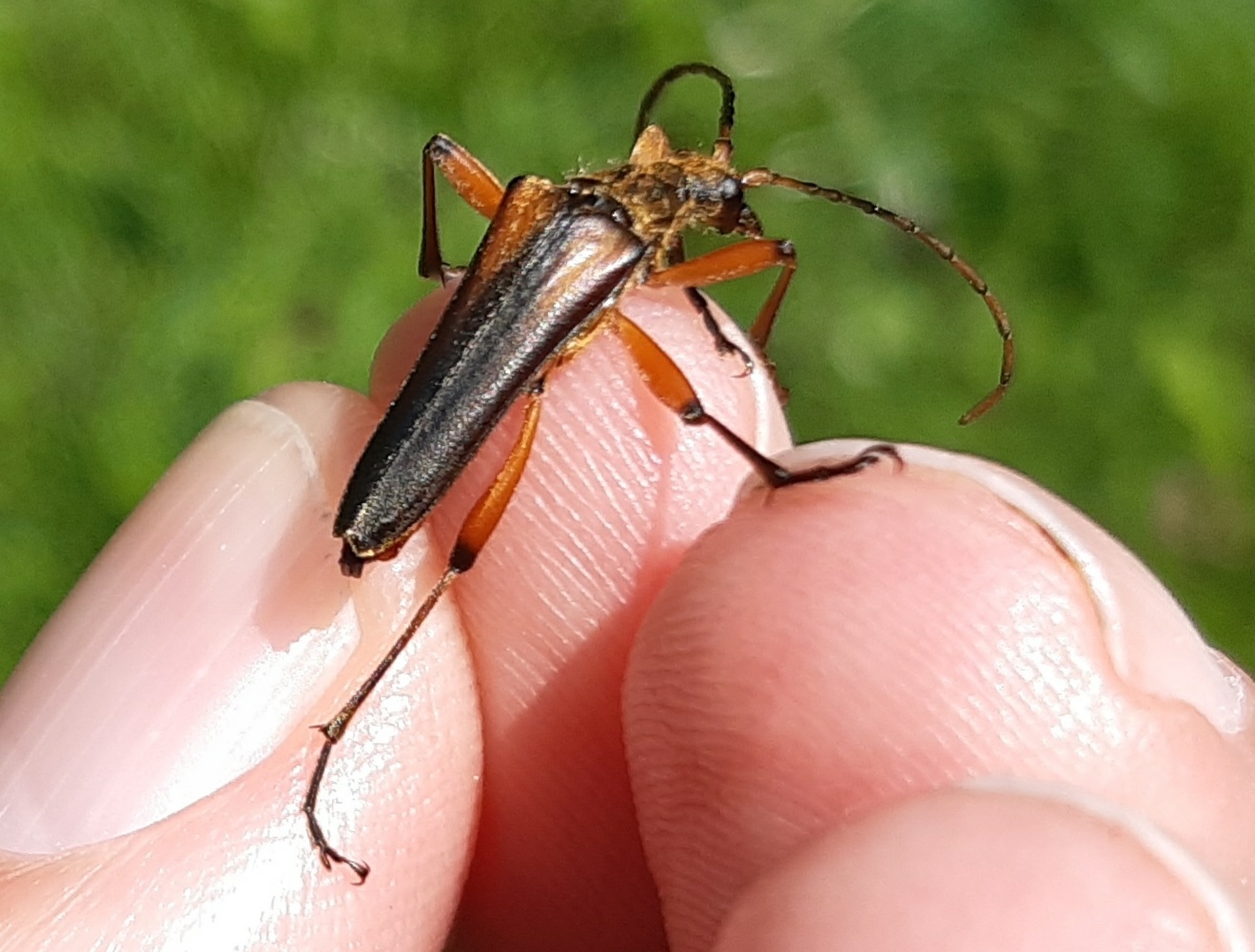 Stenocorus meridianus (Linnaeus, 1758)