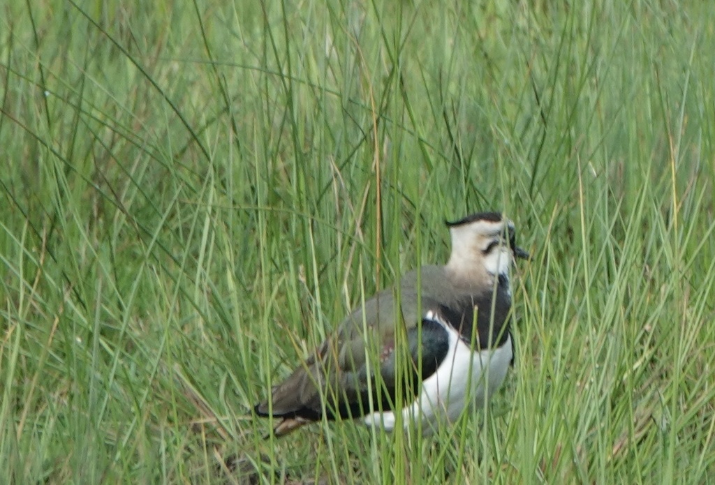 Northern Lapwing from RSPB St Aidan's Nature Park, Leeds, England, GB ...