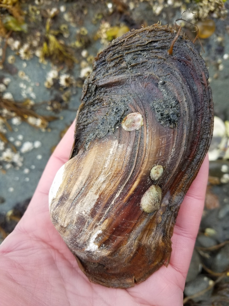 Northwest Ugly Clam (Bivalves of the United States Pt.1) · iNaturalist