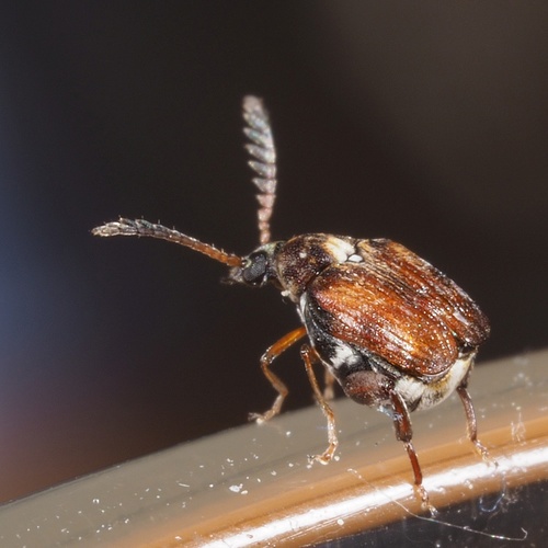 Callosobruchus chinensis · iNaturalist