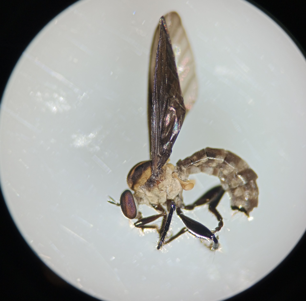 Gnat Ogres from Villavicencio, Meta, Colombia - Buenavista | Zona de ...