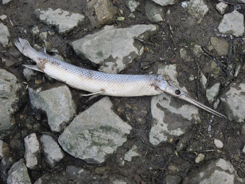 Longnose Gar from Toledo, OH, USA on May 16, 2022 at 03:48 PM by Cade ...
