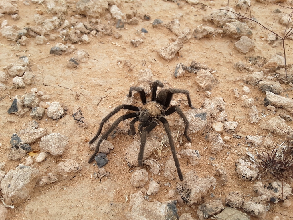 Desert Tarantula from Pabco Rd on October 7, 2018 at 09:04 AM by M ...