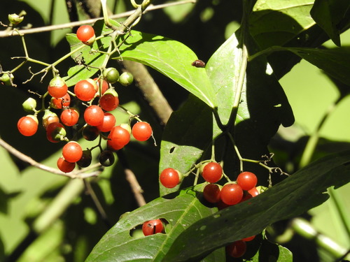 Cordia silvestris · iNaturalist