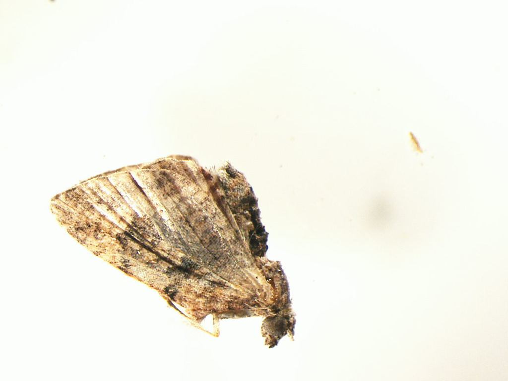 Apple Looper from Levin, New Zealand on January 25, 2022 at 12:09 AM by ...