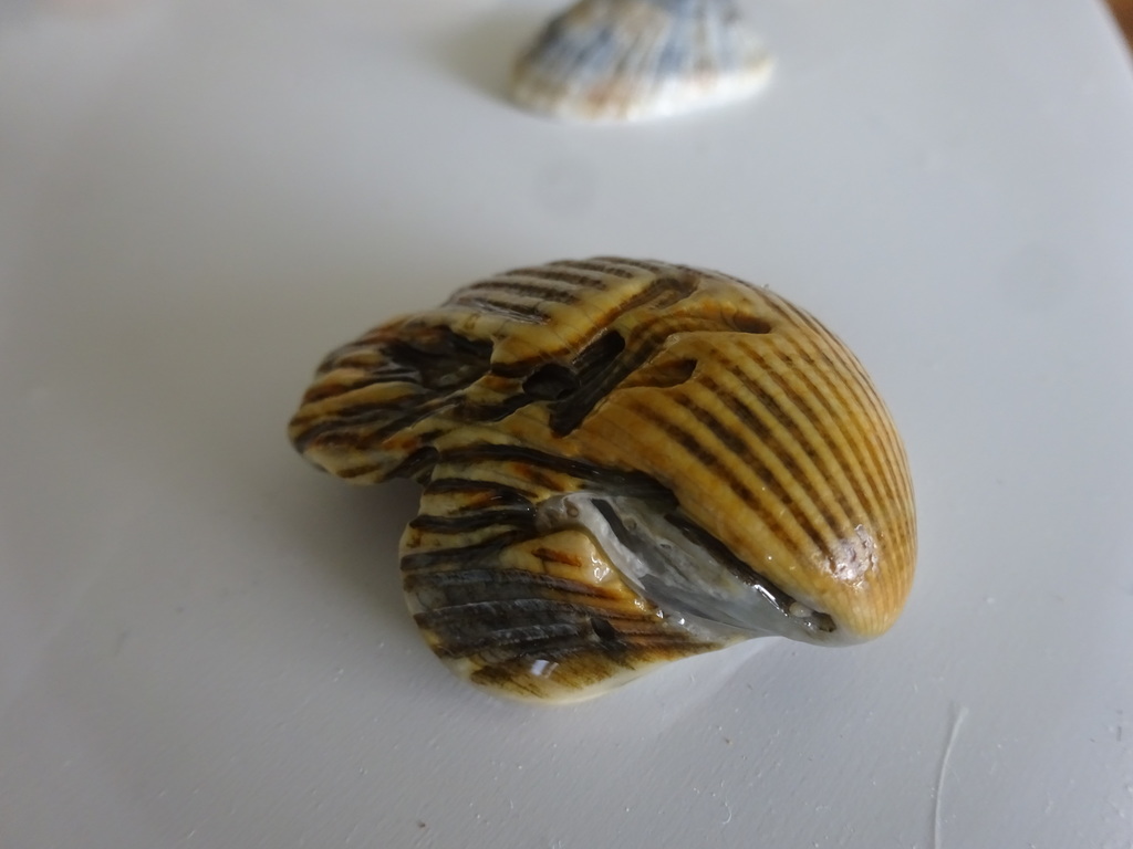 Sydney Cockle from Wooli NSW, Australia on May 06, 2022 at 11:23 AM by ...