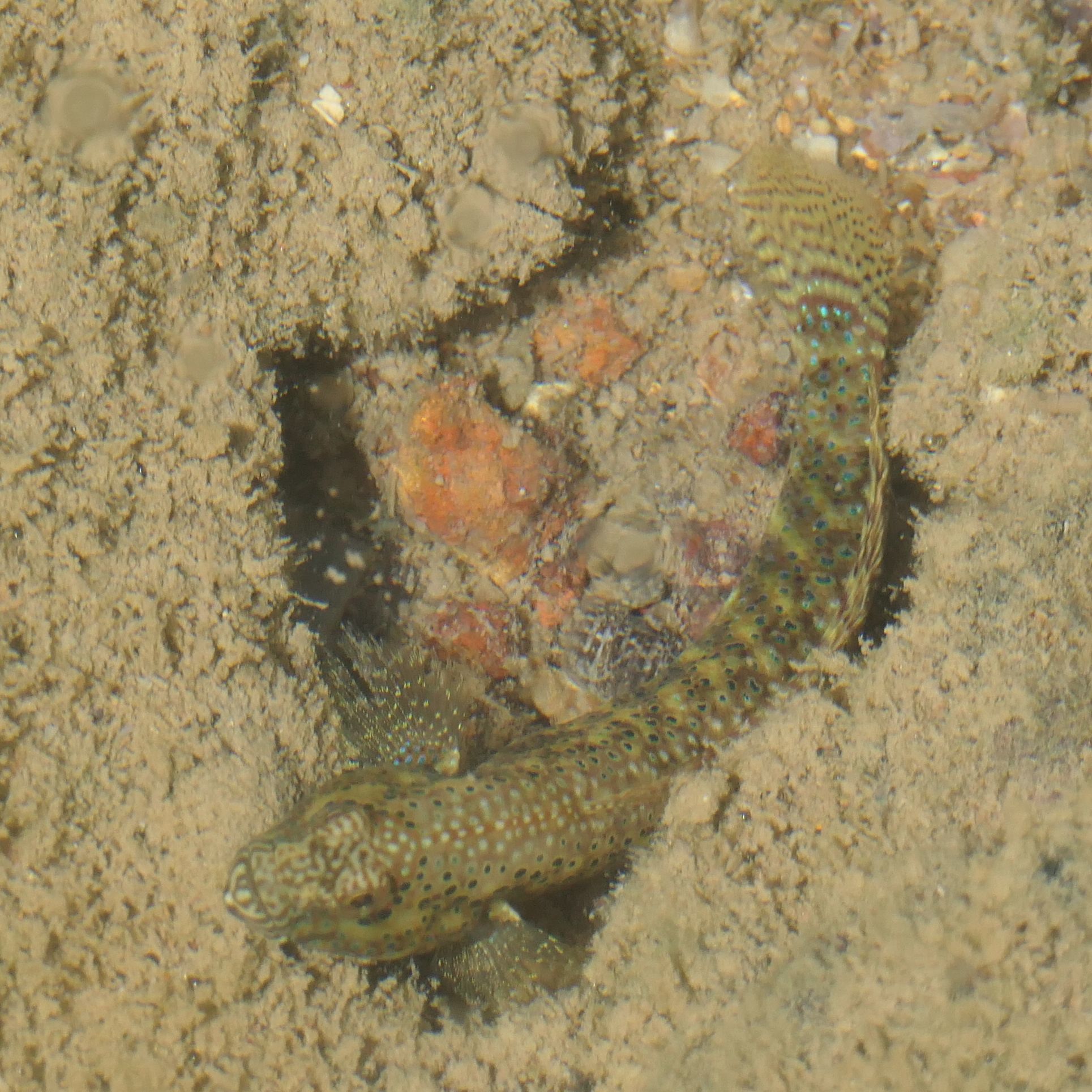 Cryptocentroides insignis (Seale, 1910)