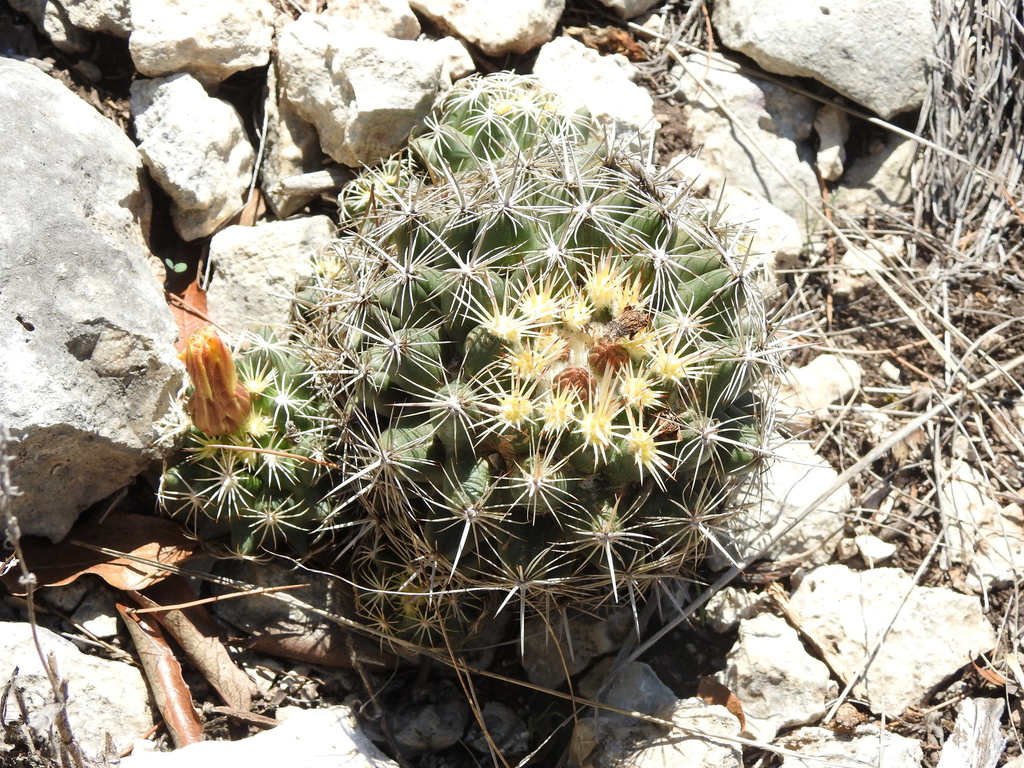 Grooved nipple cactus from Edwards, Texas, United States on May 7, 2022 ...