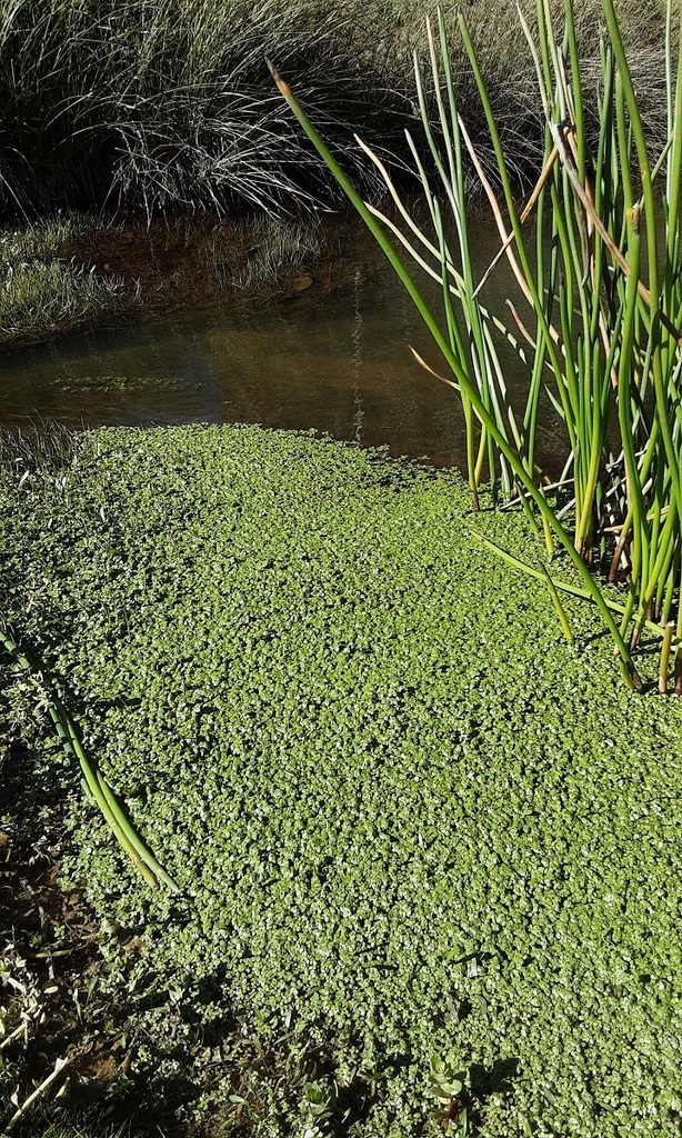 Lemna disperma from Gurnang NSW 2787, Australia on May 16, 2022 at 12: ...