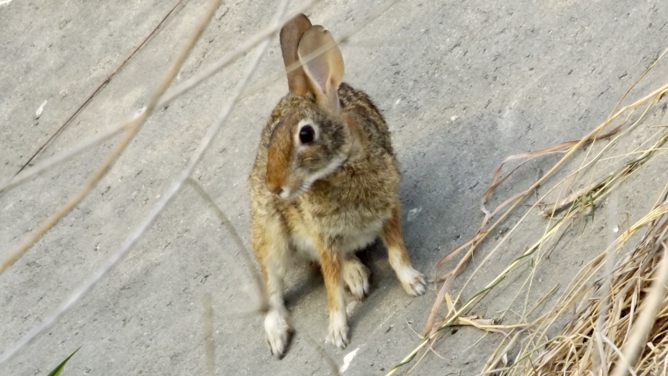 Sylvilagus cunicularius (Waterhouse, 1848)