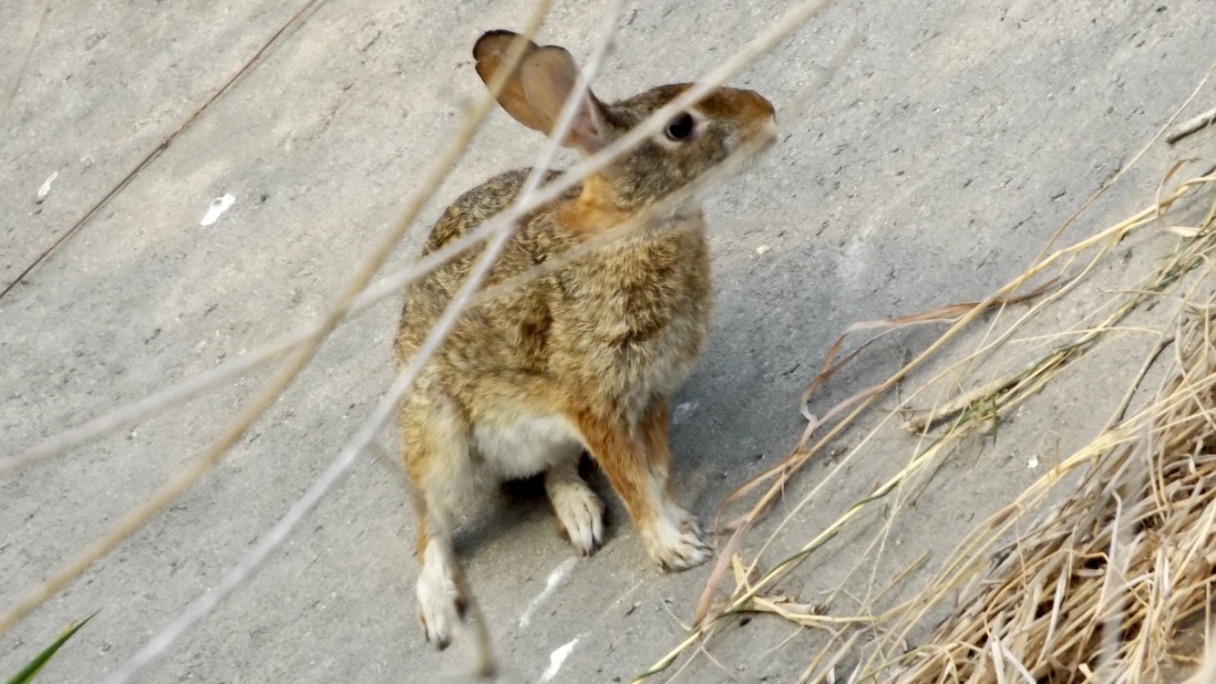 Sylvilagus cunicularius (Waterhouse, 1848)