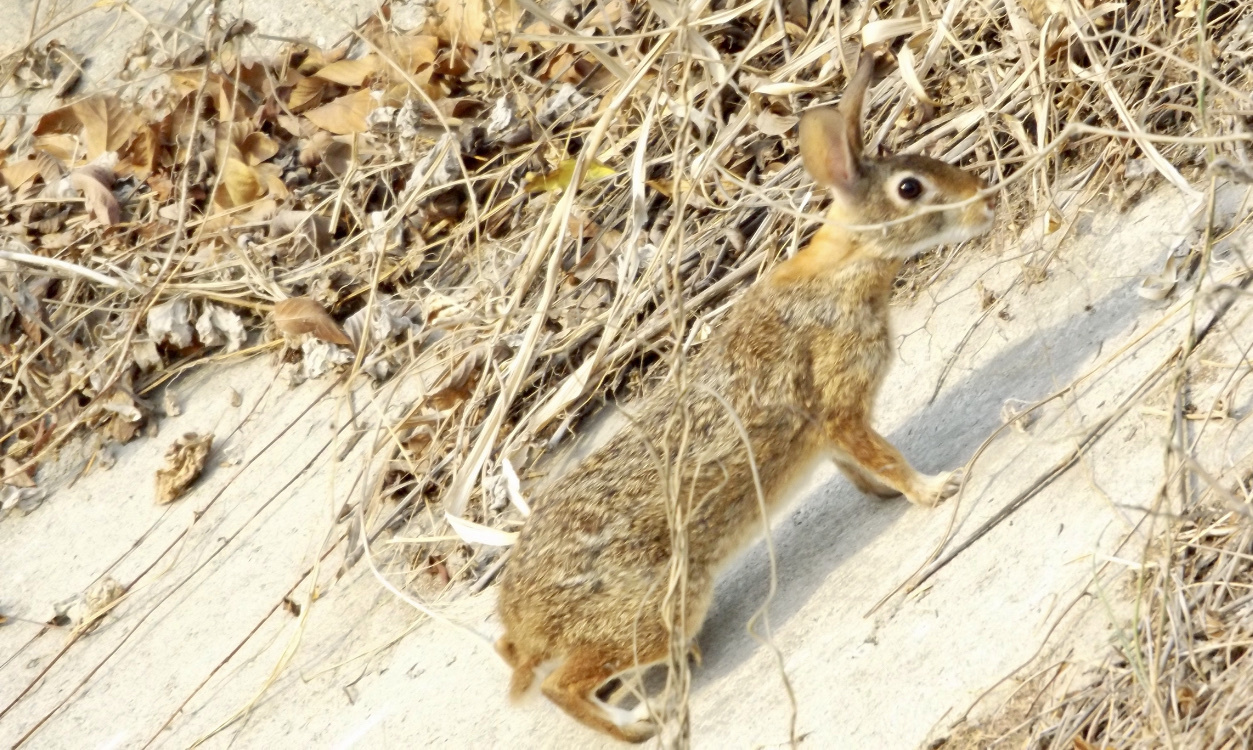Sylvilagus cunicularius (Waterhouse, 1848)