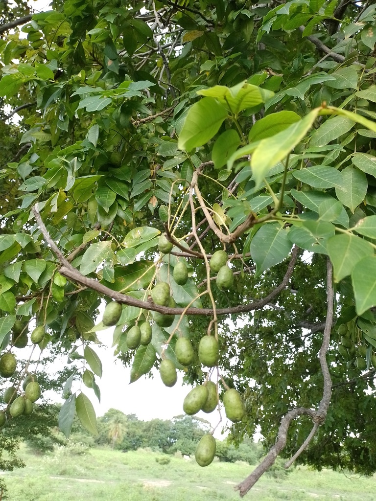 Jobo desde São José da Lagoa Tapada - PB, Brasil el 16 de marzo de 2022 ...
